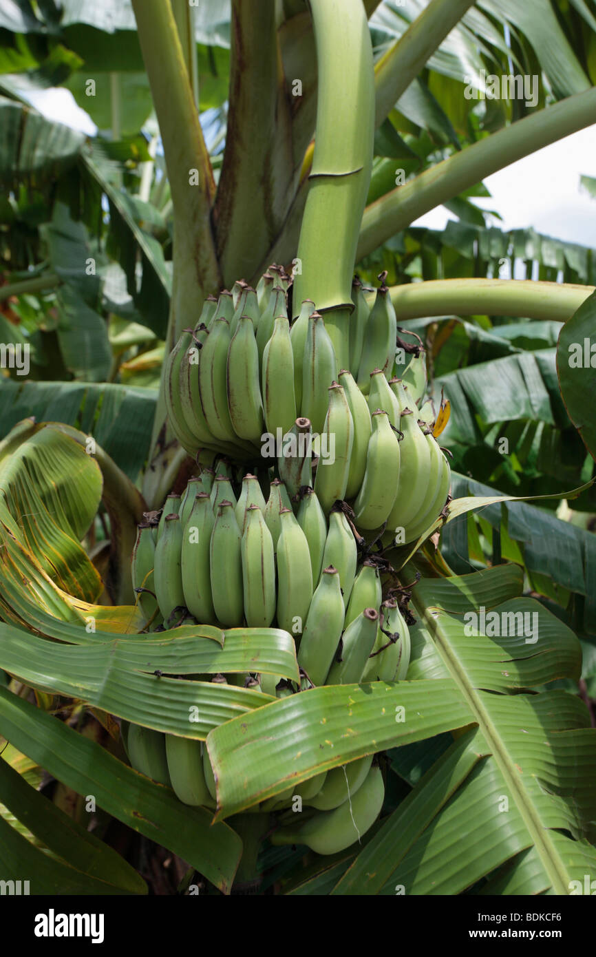 Banana trees grow in field Stock Photo - Alamy