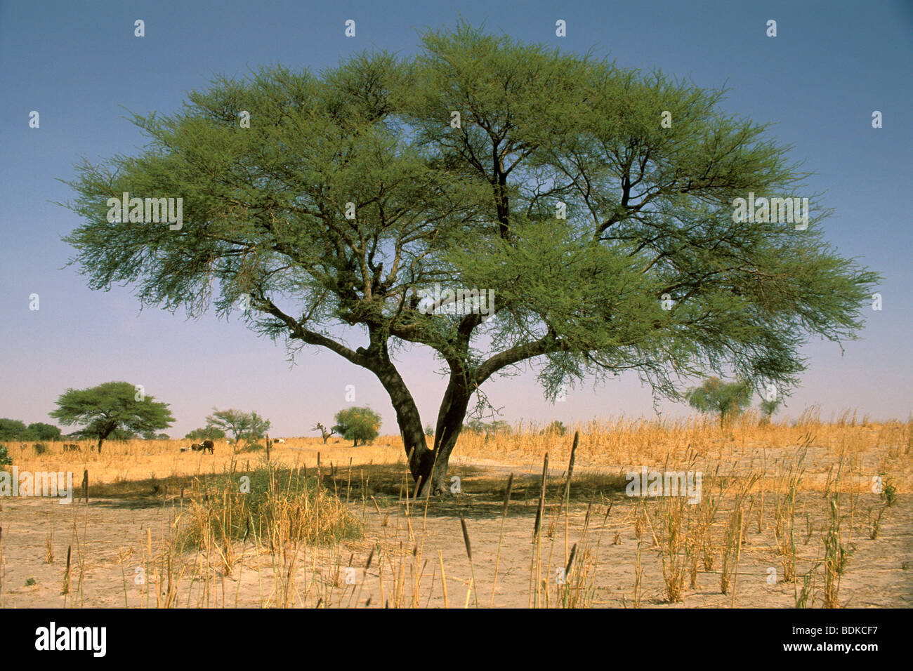 chad, tree in the desert Stock Photo - Alamy