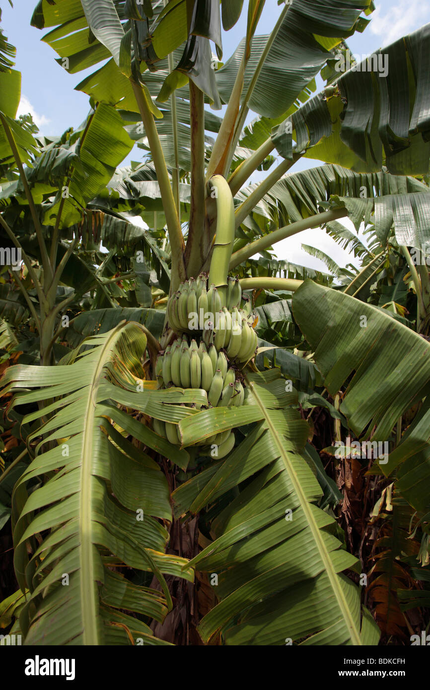 Banana trees grow in field Stock Photo - Alamy