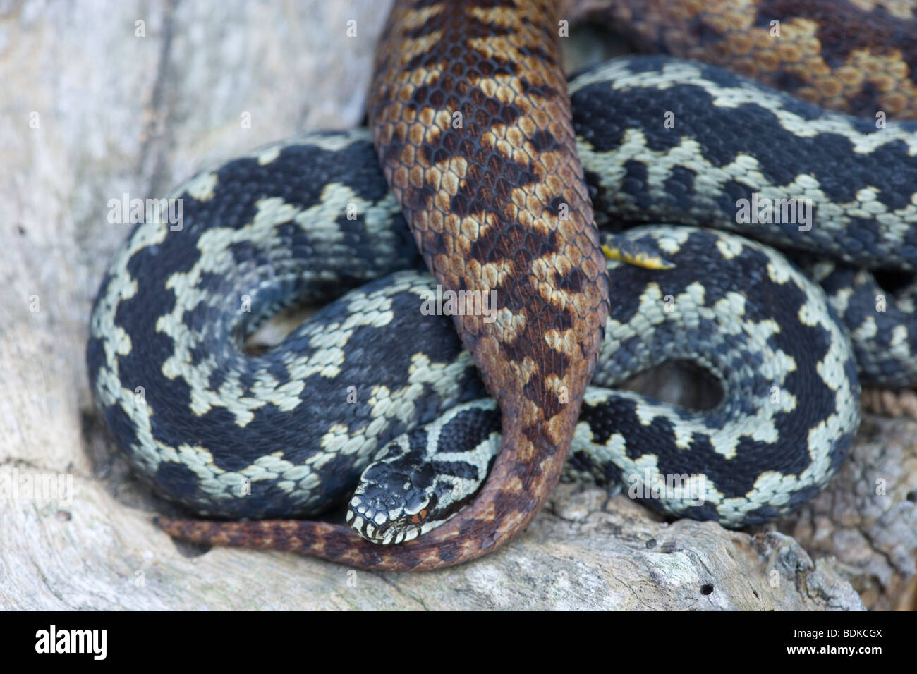 Adder or Norther Viper (Vipera berus). Tail of a female resting over ...