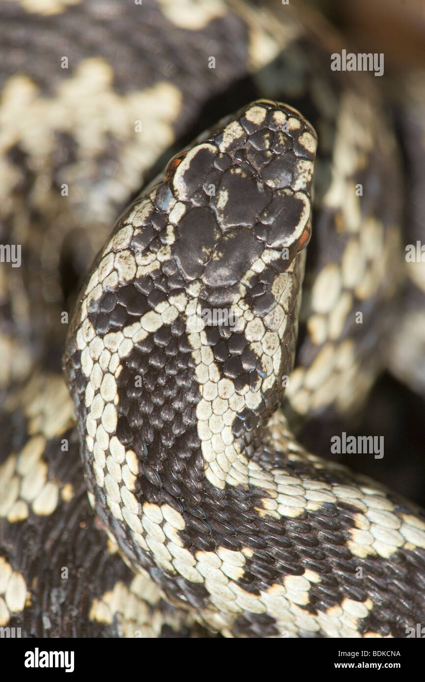 Adder Head High Resolution Stock Photography and Images - Alamy