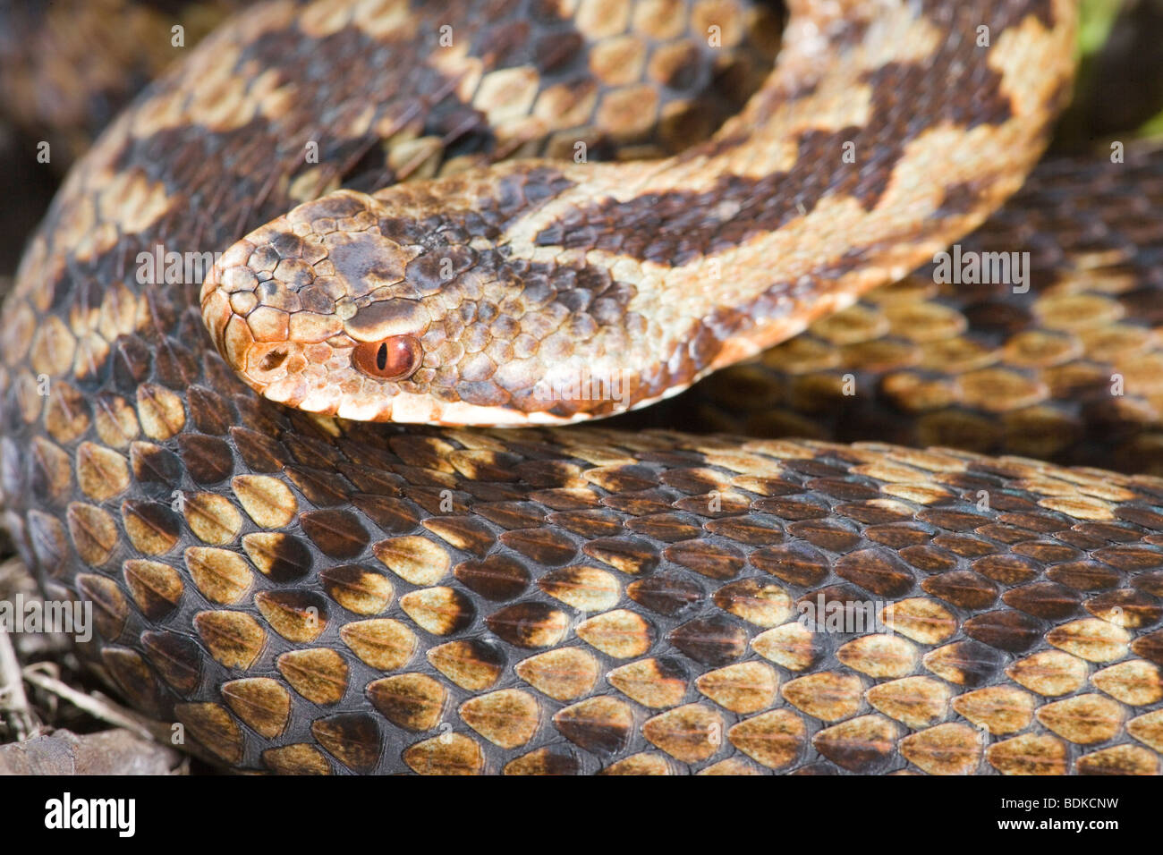 Adder or Northern Viper (Vipera berus). Adult female. Species ...
