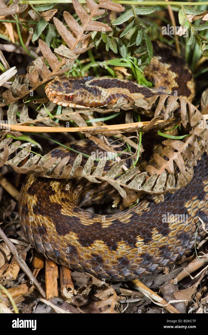 Adder (Vipera berus). Female emerging from cover. Cryptic colouring and ...