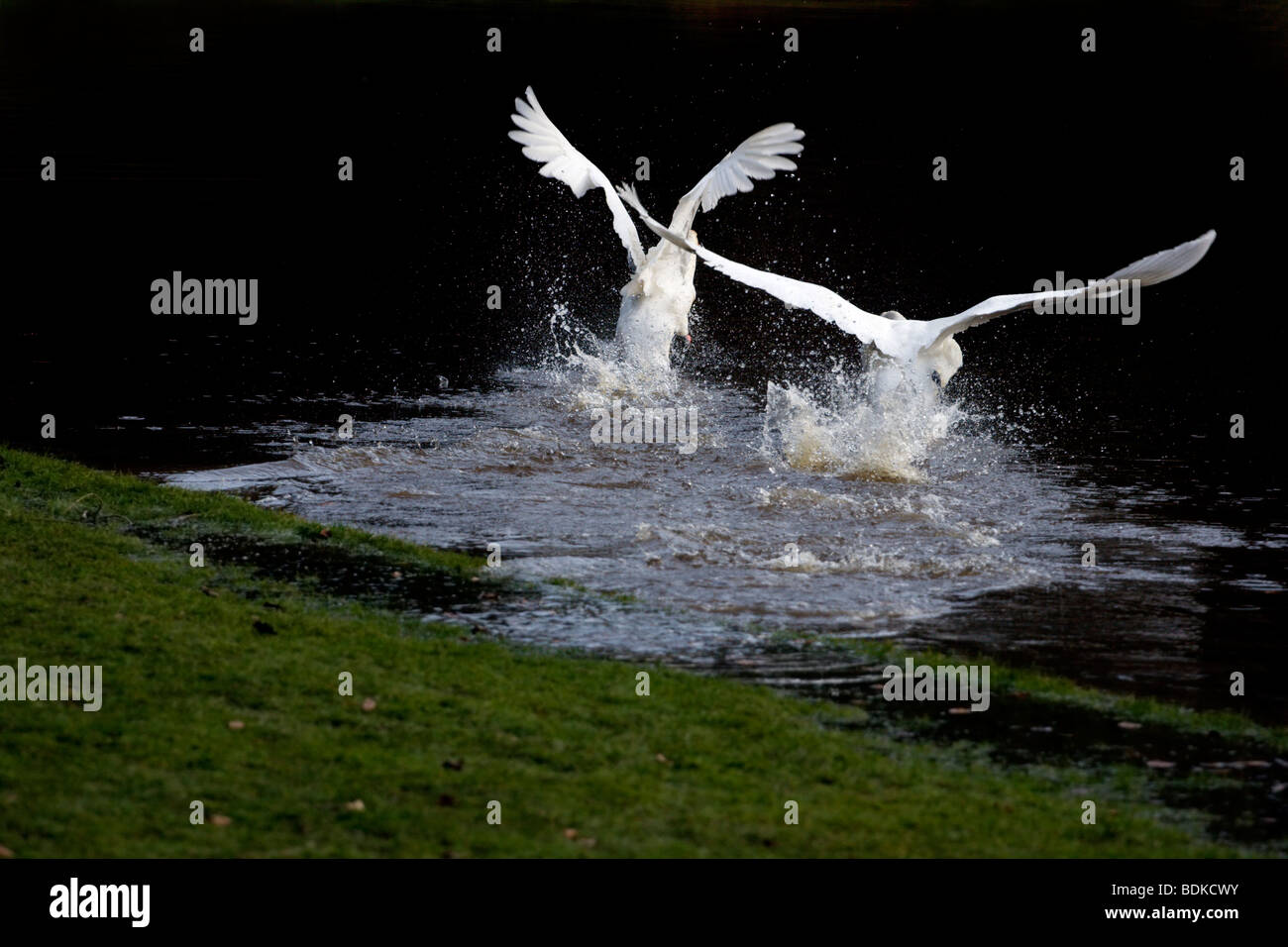 Swans taking off take off hi-res stock photography and images - Alamy