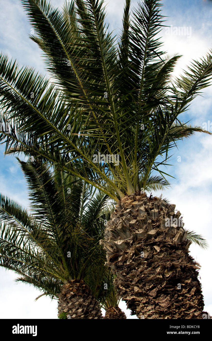 Palm trees malta hi-res stock photography and images - Alamy