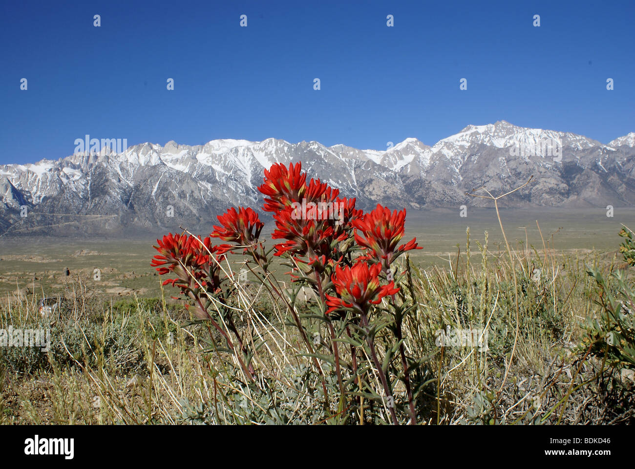 National Flower Of Nevada at Armand Straub blog