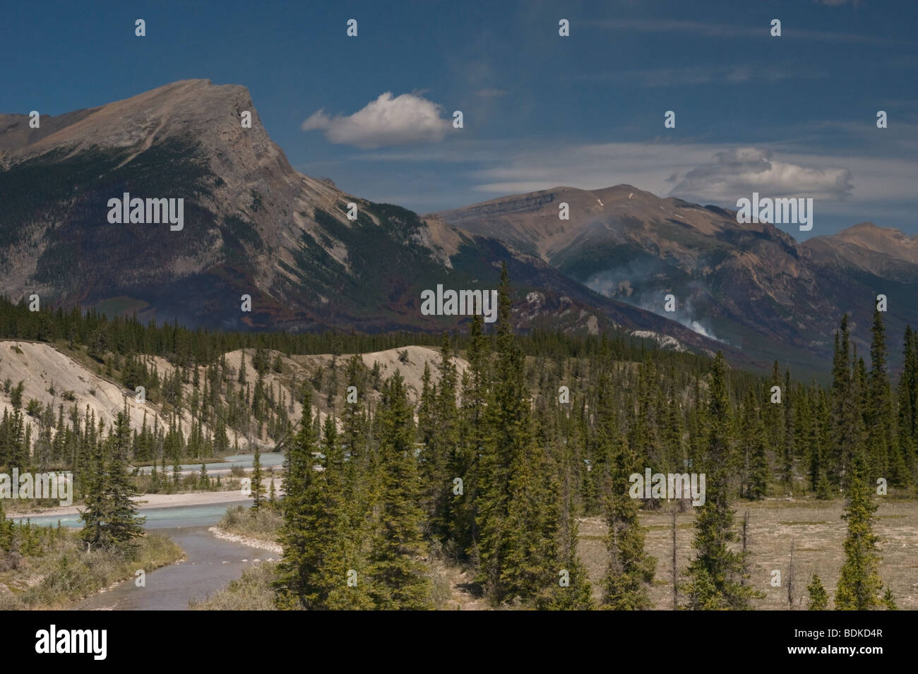 U shaped tree hi-res stock photography and images - Alamy