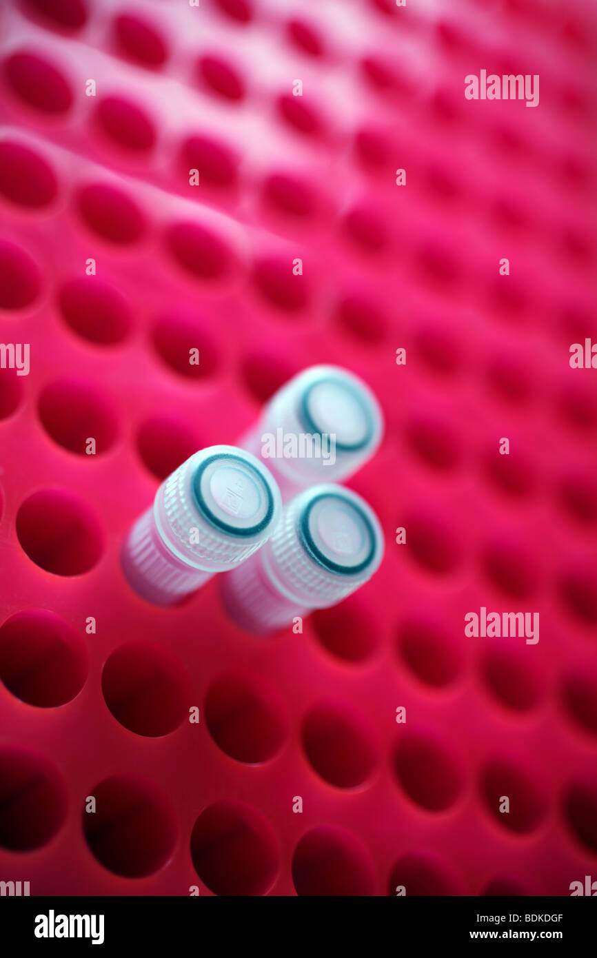Three plastic laboratory sample tubes in a pink plastic rack - shallow ...