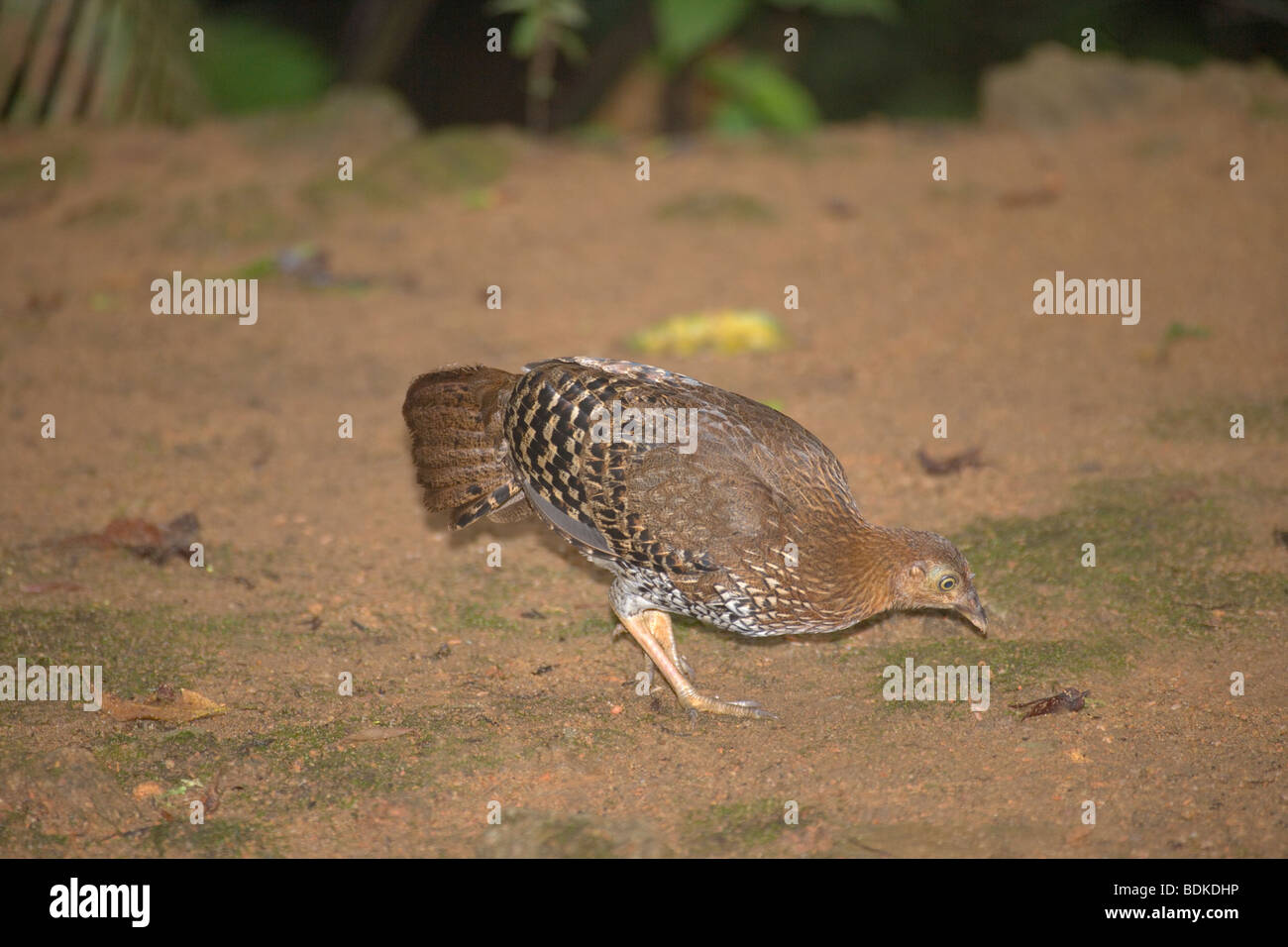Female sri lanka junglefowl hi-res stock photography and images - Alamy