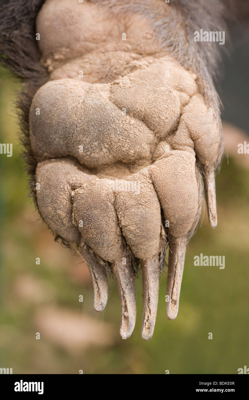 European Badger (Meles meles). Underside of left forefoot, showing ...