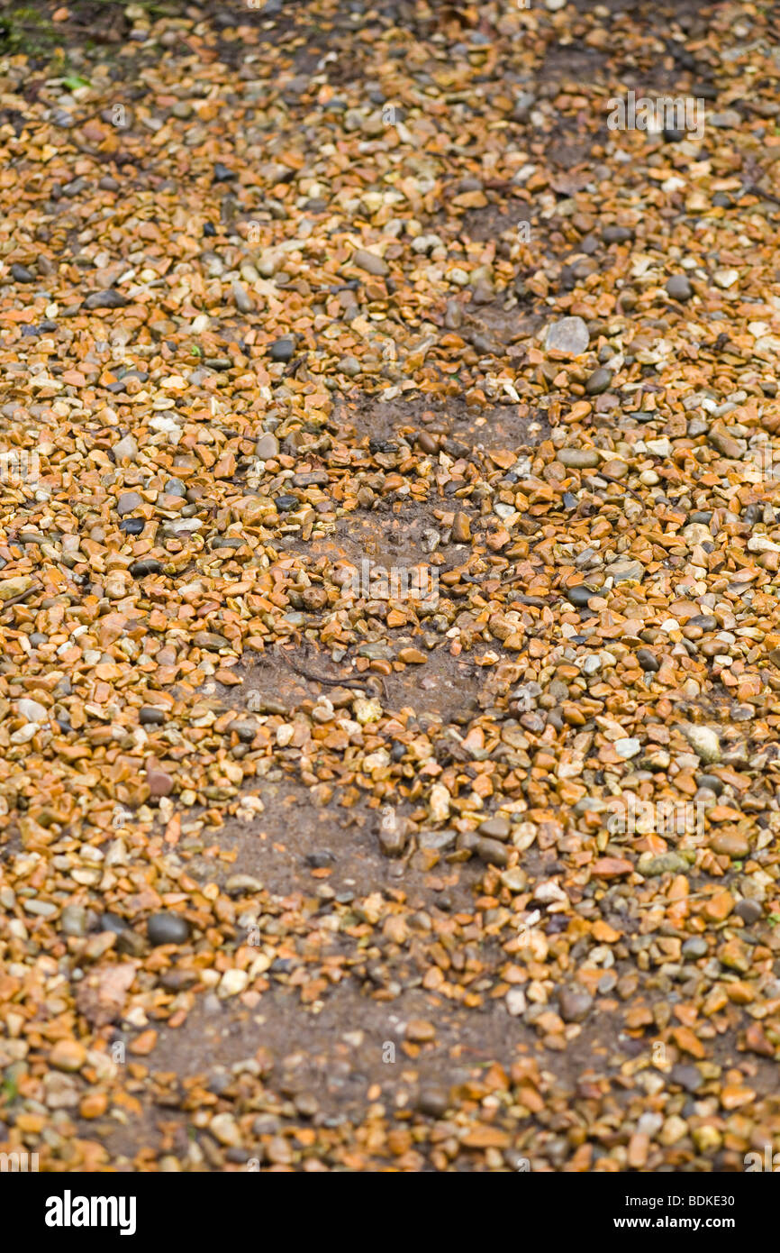 Muntjac Deer (Muntiacus reevesi). Well run track across a gravel ...