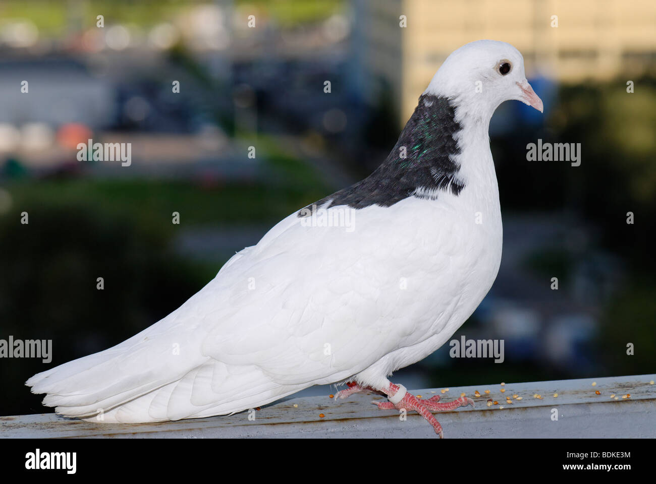 White post pigeon Stock Photo - Alamy