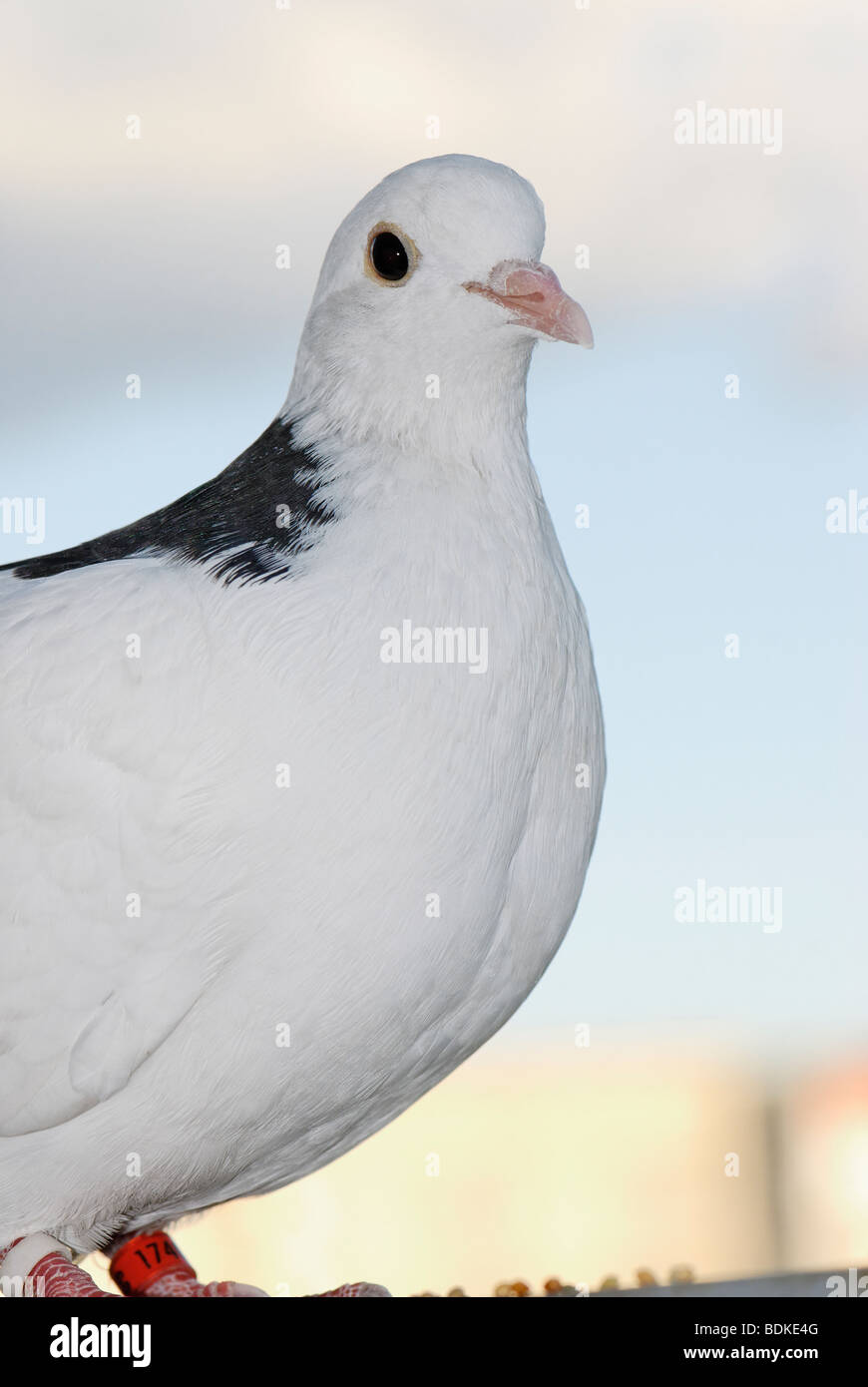 White post pigeon Stock Photo - Alamy