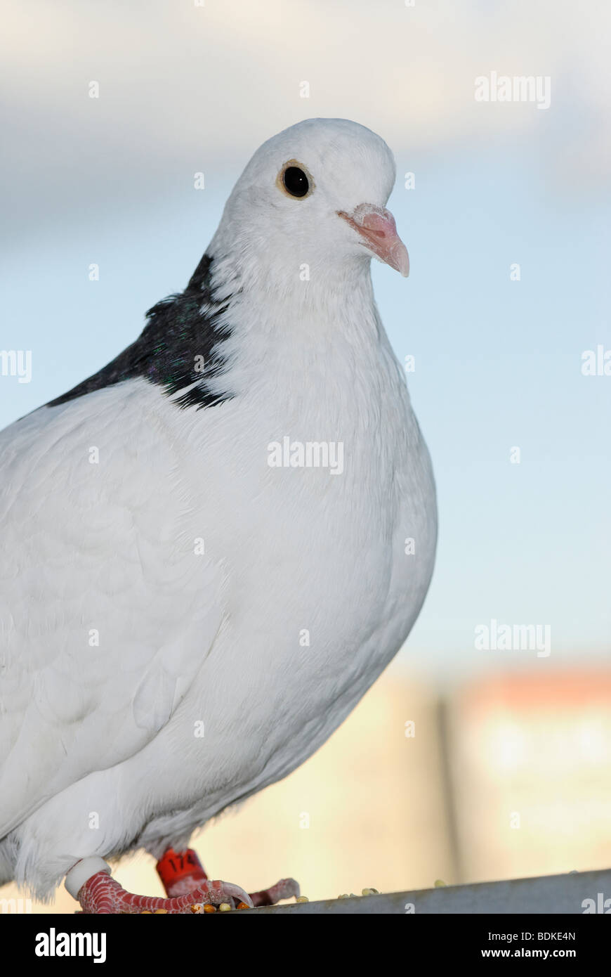 White post pigeon Stock Photo - Alamy