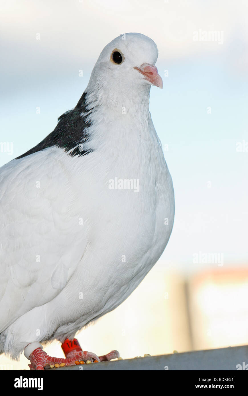 White post pigeon Stock Photo - Alamy