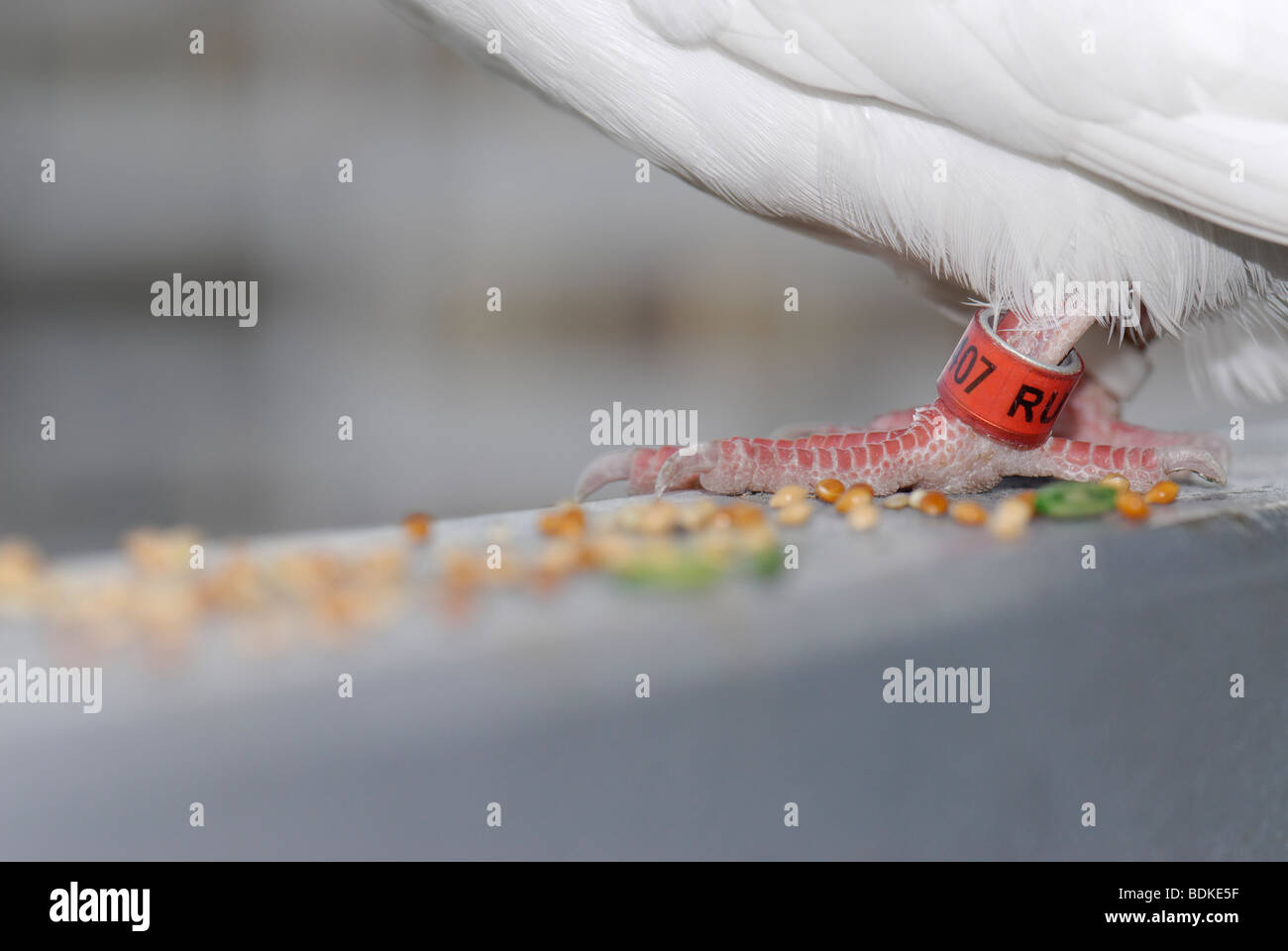 Plastic pigeon hi-res stock photography and images - Alamy
