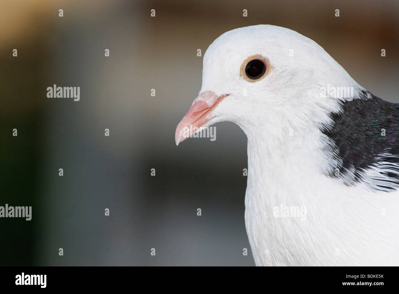 White post pigeon Stock Photo - Alamy