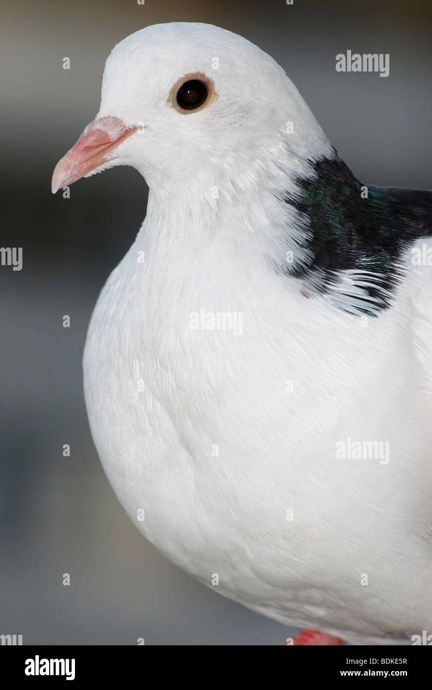 White post pigeon Stock Photo - Alamy