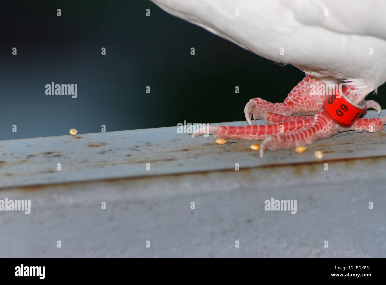 Plastic pigeon hi-res stock photography and images - Alamy