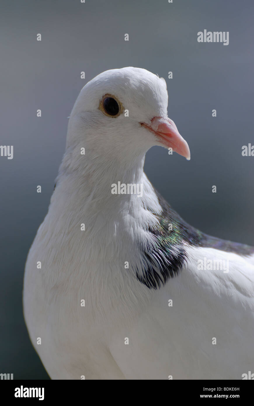 White post pigeon Stock Photo - Alamy