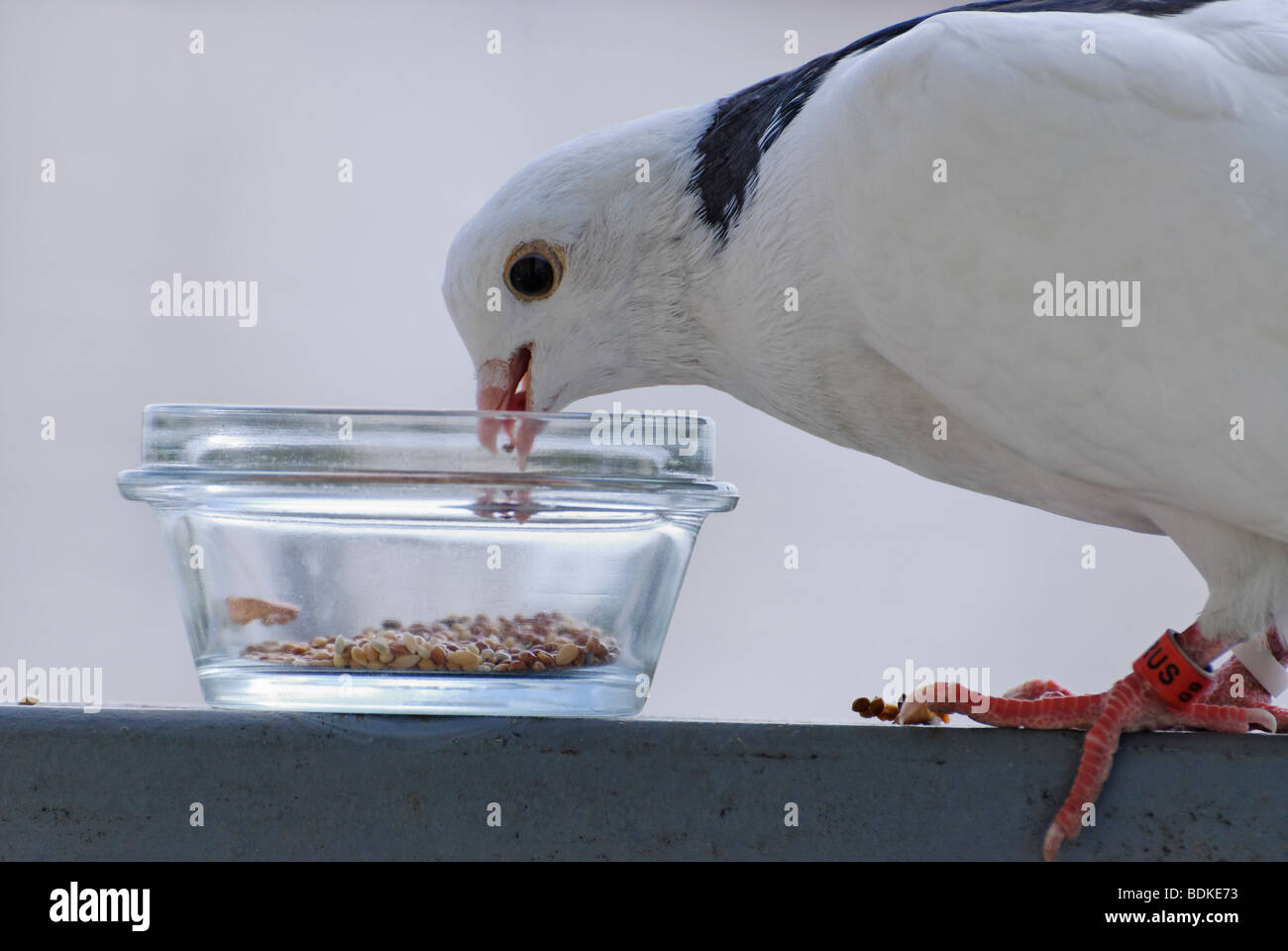 White post pigeon eats the bird's forage Stock Photo - Alamy