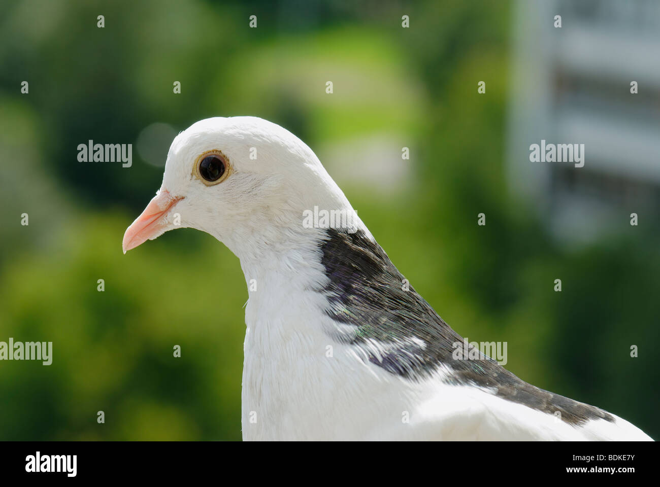 White post pigeon Stock Photo - Alamy