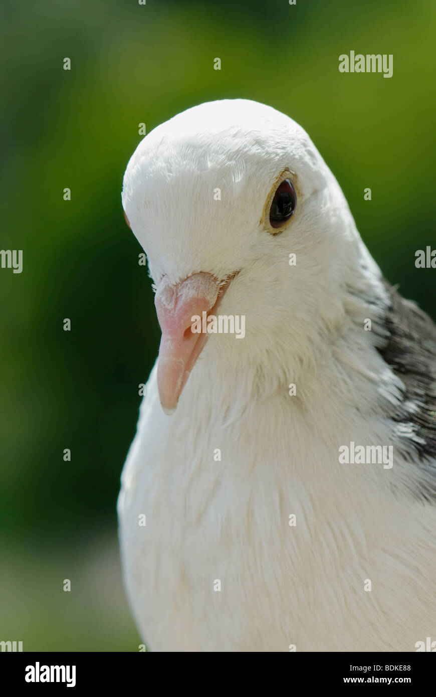 White post pigeon Stock Photo - Alamy