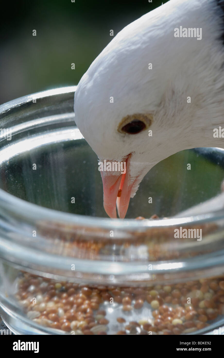 Forage for birds hi-res stock photography and images - Alamy