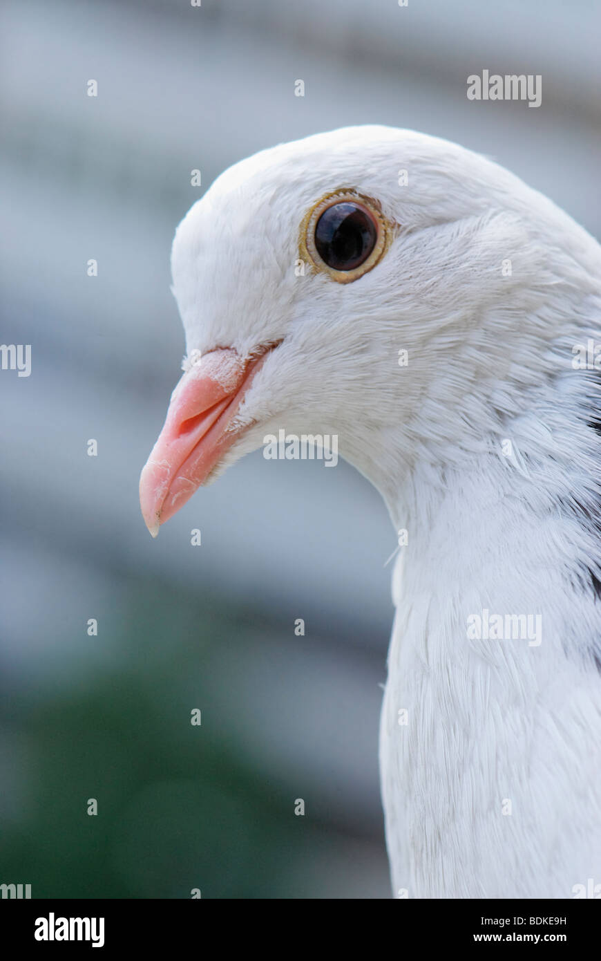 White post pigeon Stock Photo - Alamy