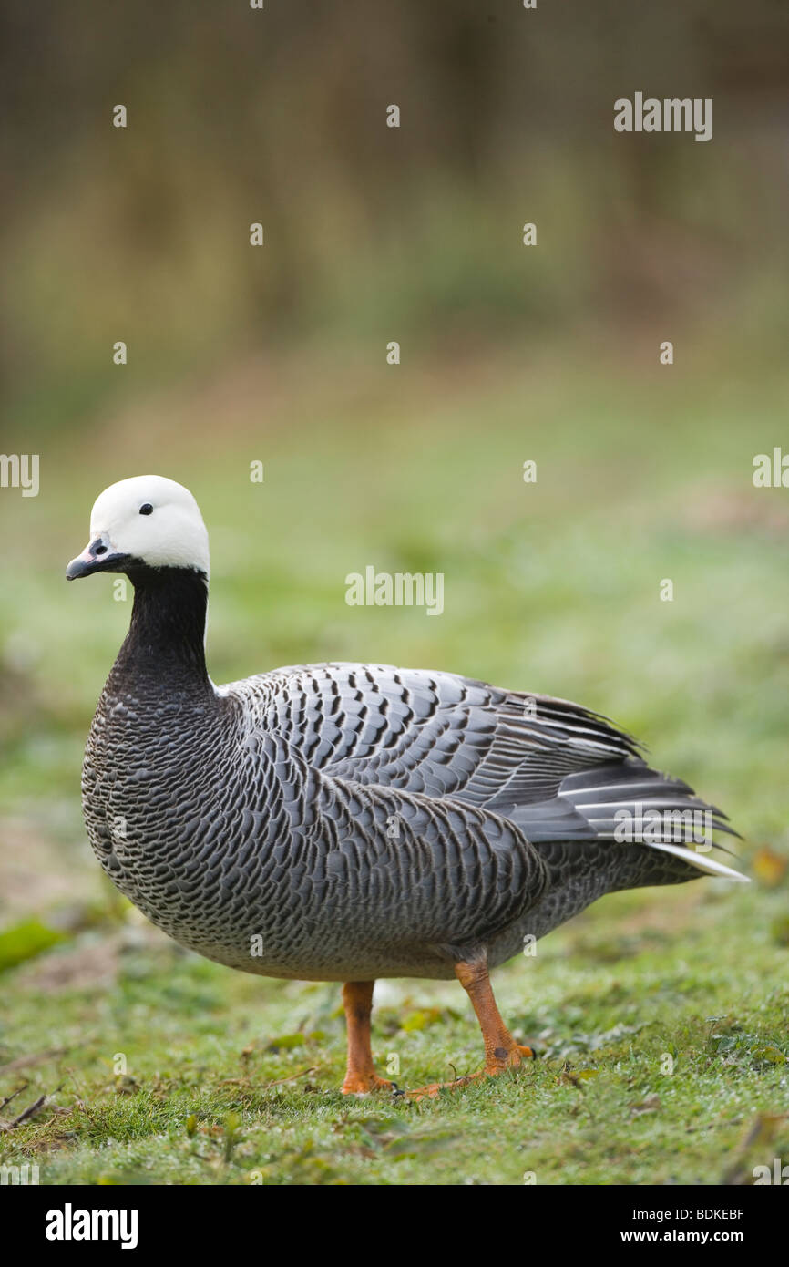 Emperor Goose (Anser canagicus Stock Photo - Alamy