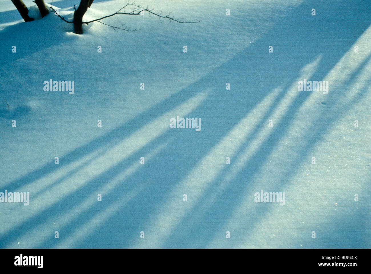 tree shadows on snow Stock Photo - Alamy