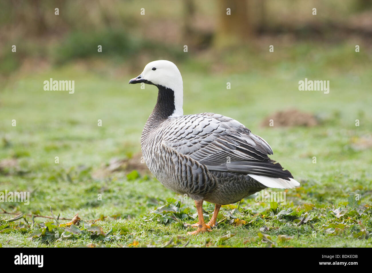 Emperor Goose (Anser canagicus). North American 'grey' or 'gray' goose ...