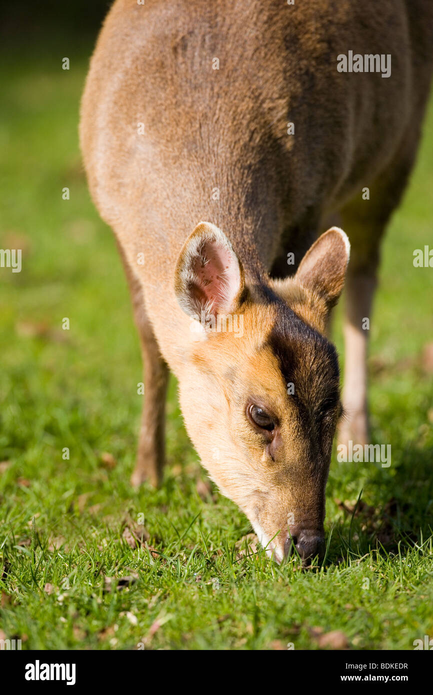 Muntjac Deer Teeth