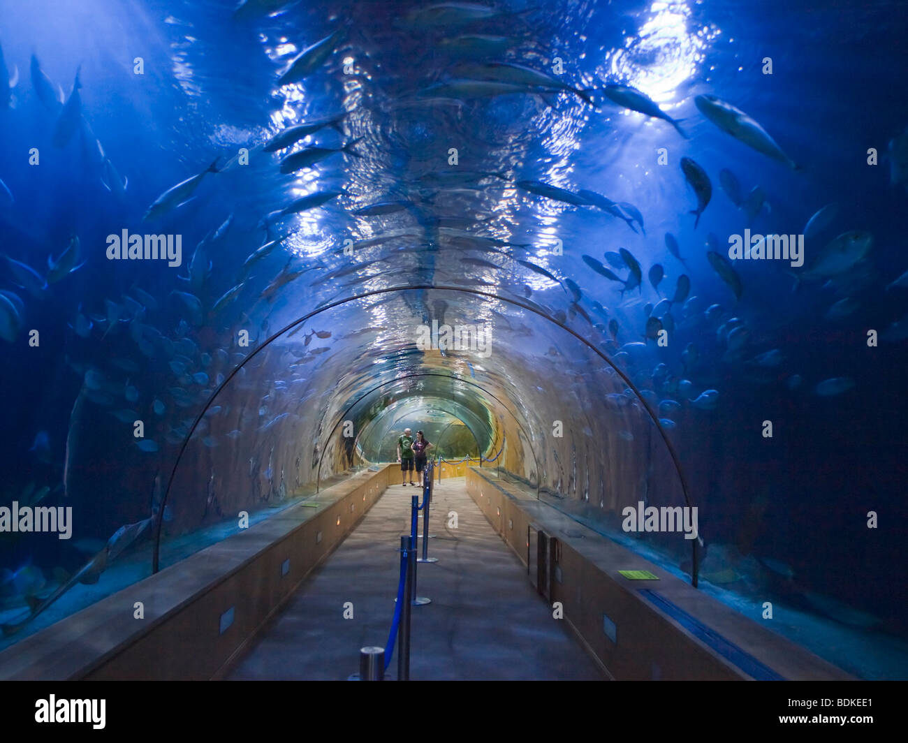 L'Oceanografic aquarium (inside view Stock Photo - Alamy