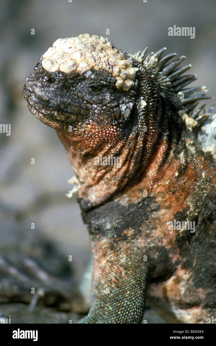 Iguana serpentarium by hi-res stock photography and images - Alamy