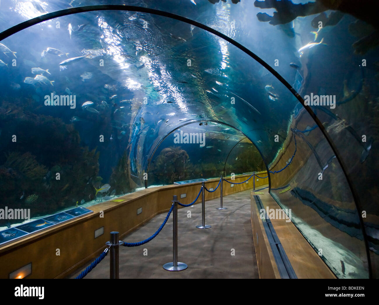 L'Oceanografic aquarium (inside view Stock Photo - Alamy