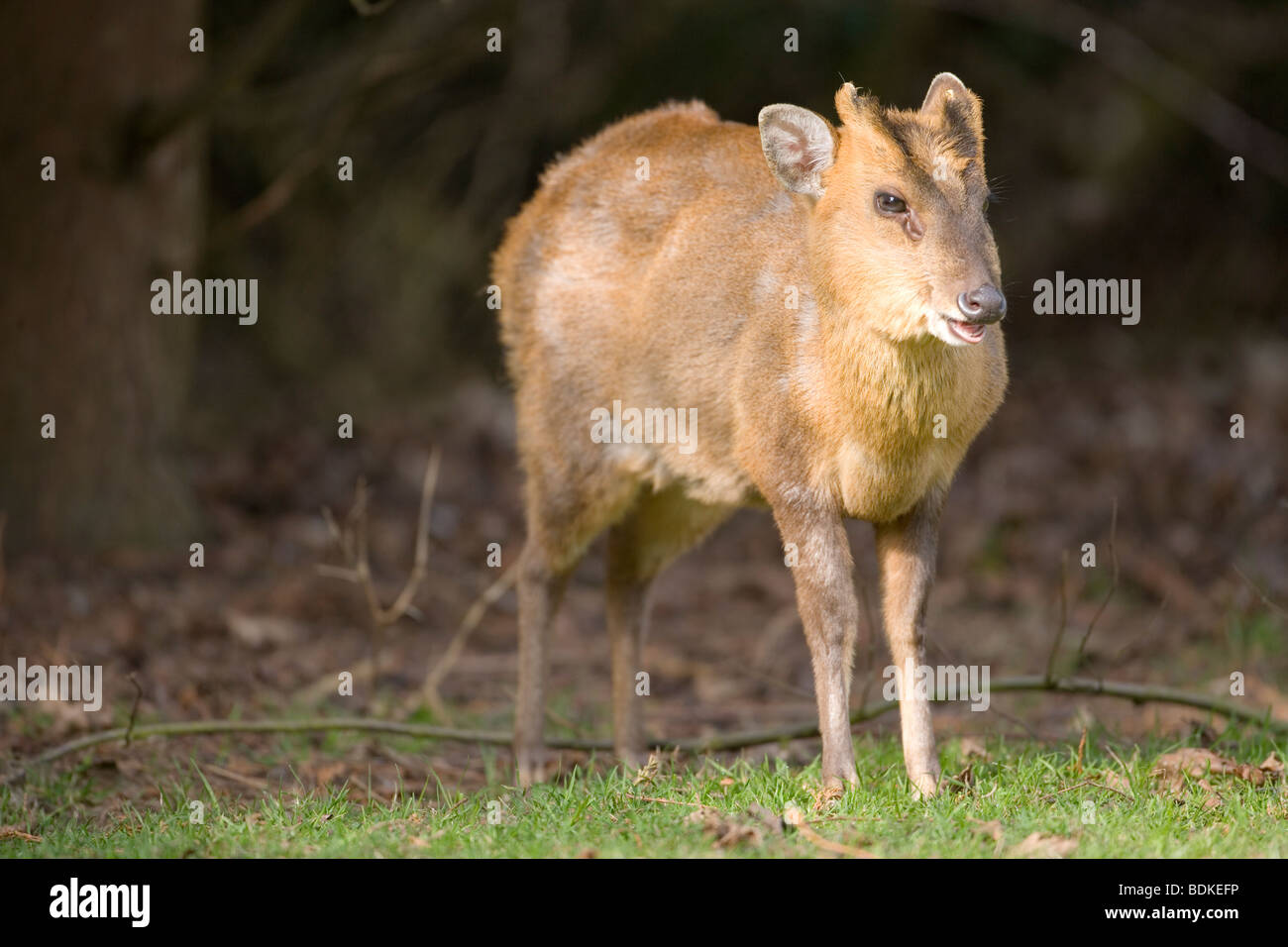 Muntjac Deer (Muntiacus reevesi). Male. Norfolk. Chewing the cud ...