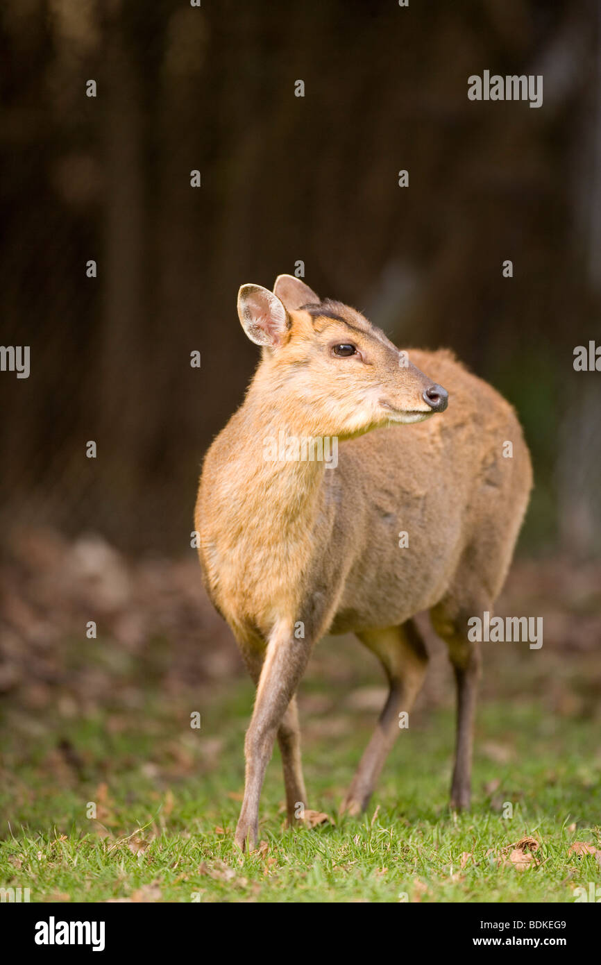 Muntjac Deer (Muntiacus reevesi). Adult female. Norfolk, England ...