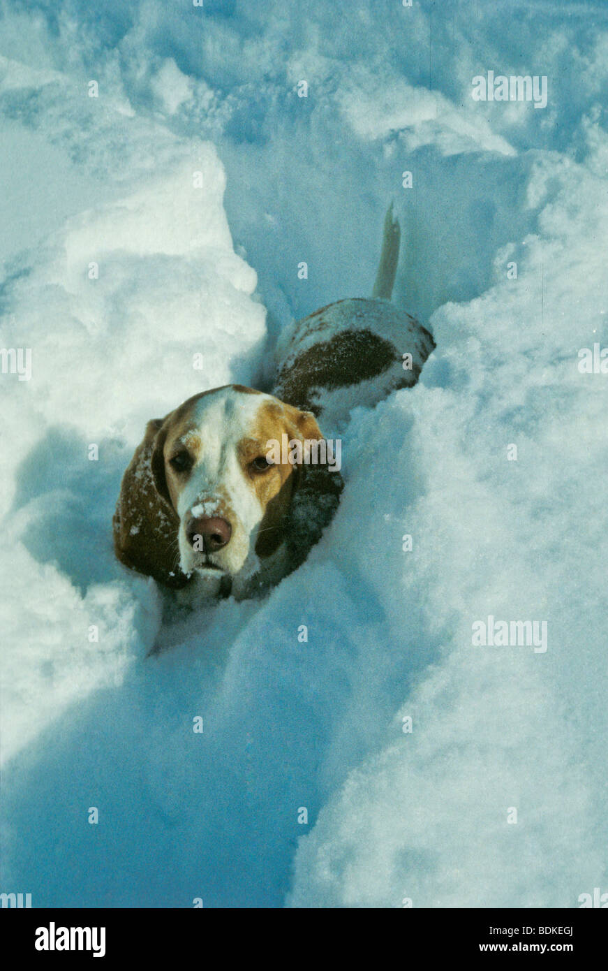 Curious dog follows owner into a deep snow shoveled path Stock Photo ...
