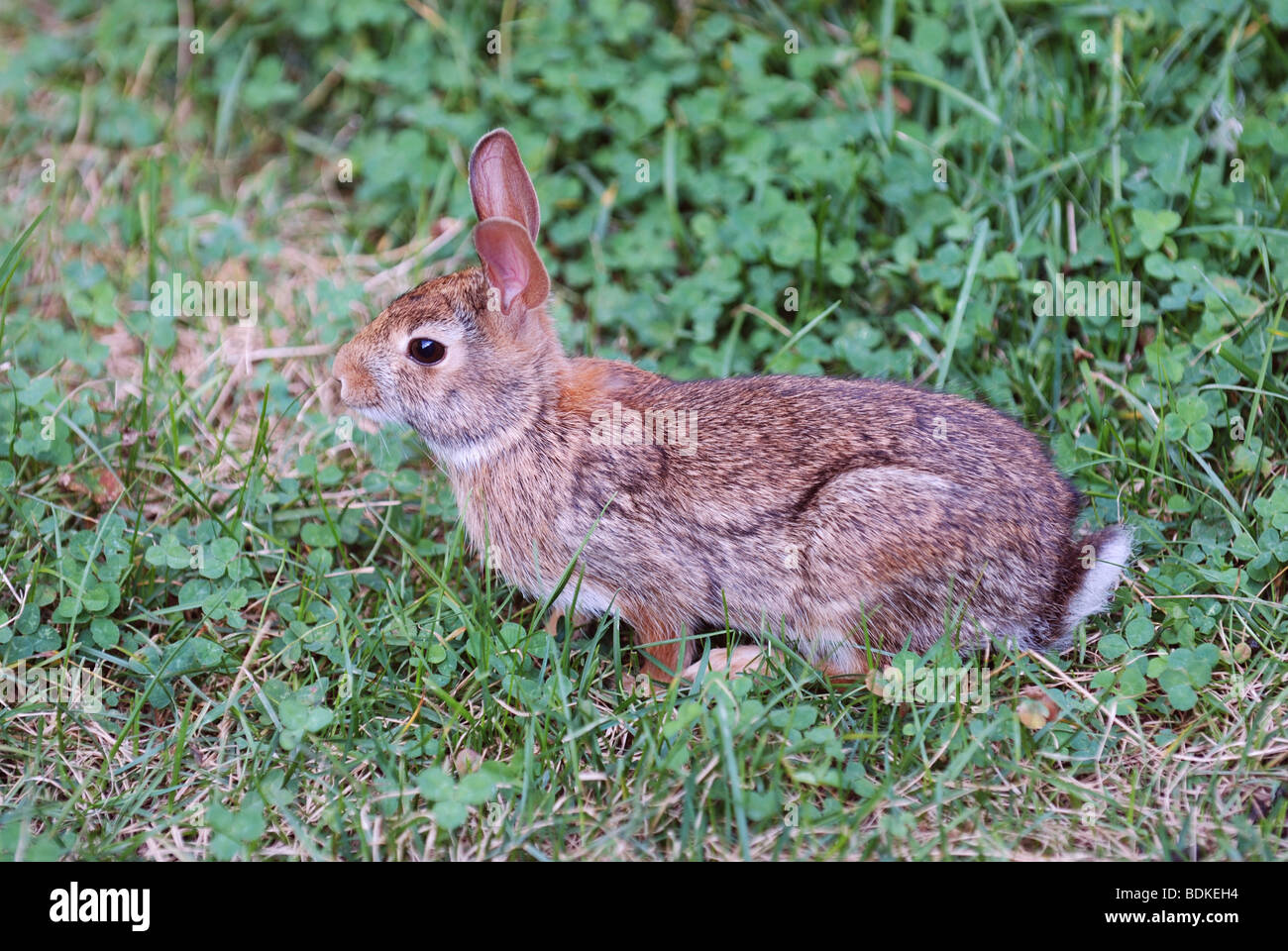 Wild rabbit in grass Stock Photo - Alamy