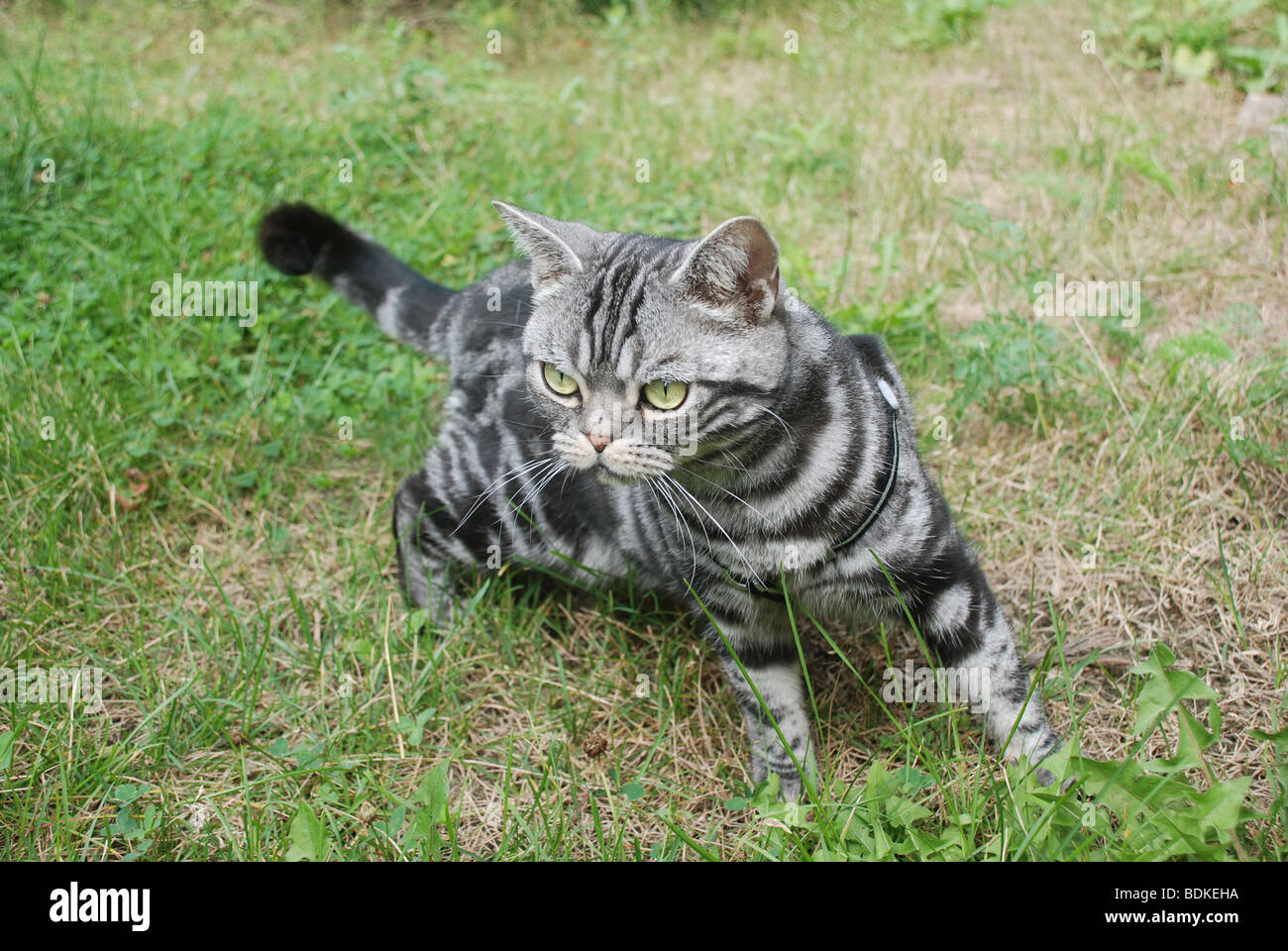 Cat hunting in grass Stock Photo - Alamy