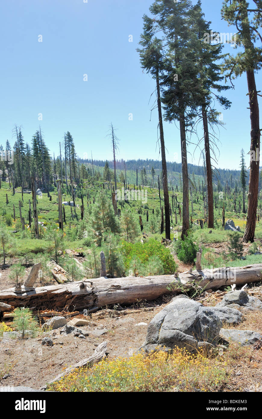 New growth in a forest fire burn area, Yosemite National Park ...