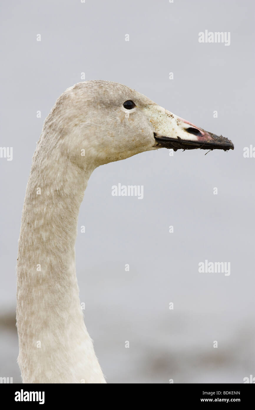 Immature Swan High Resolution Stock Photography and Images - Alamy