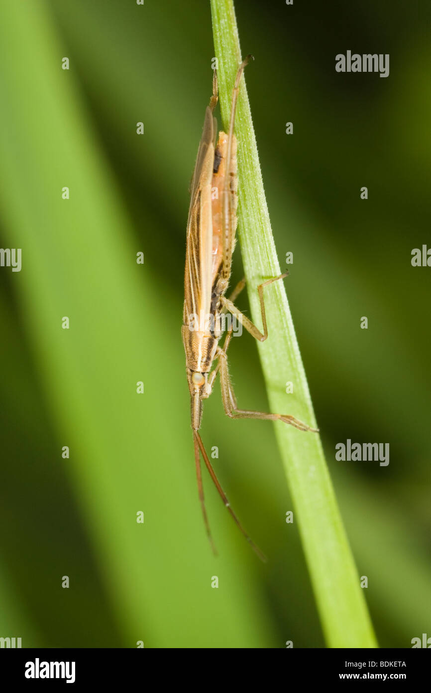 Stenodema laevigata hi-res stock photography and images - Alamy