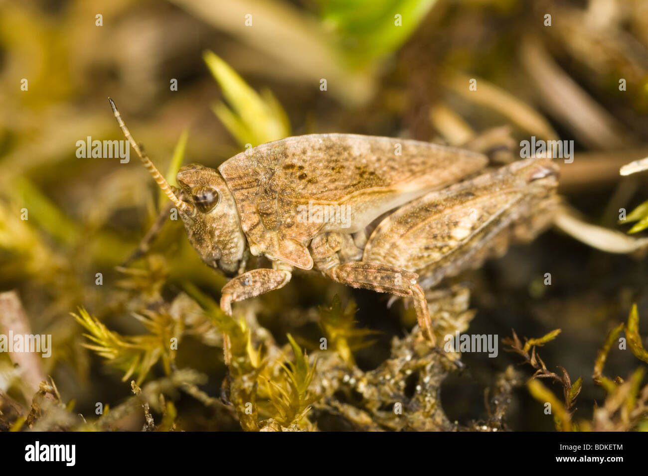 Common Groundhopper (Tertix undulata) sitting on moss Stock Photo - Alamy