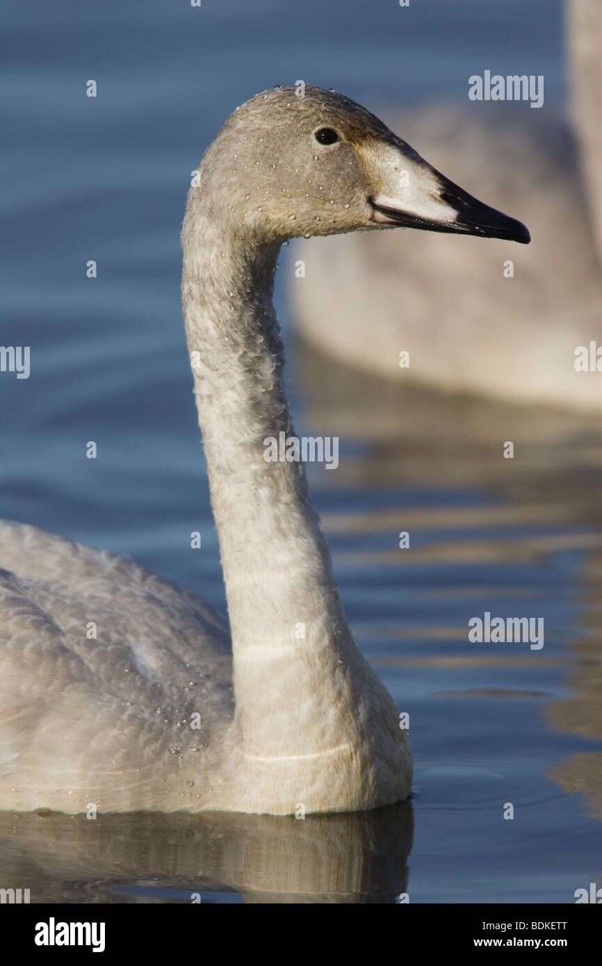 Head and neck of an immature Whooper Swan (Cygnus cygnus) swimming in a ...