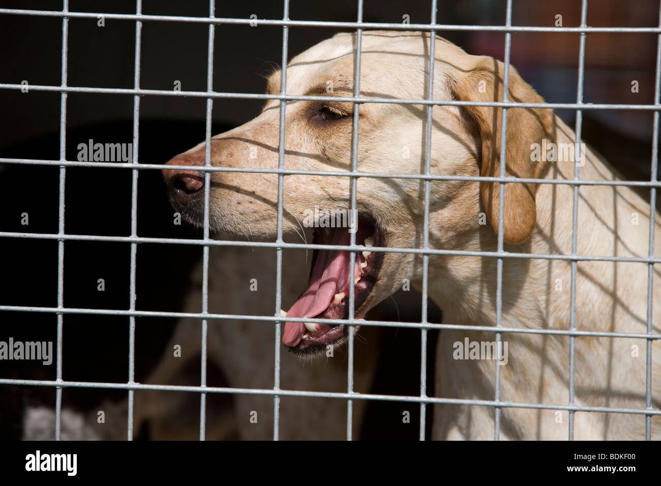 Fox hound hi-res stock photography and images - Alamy