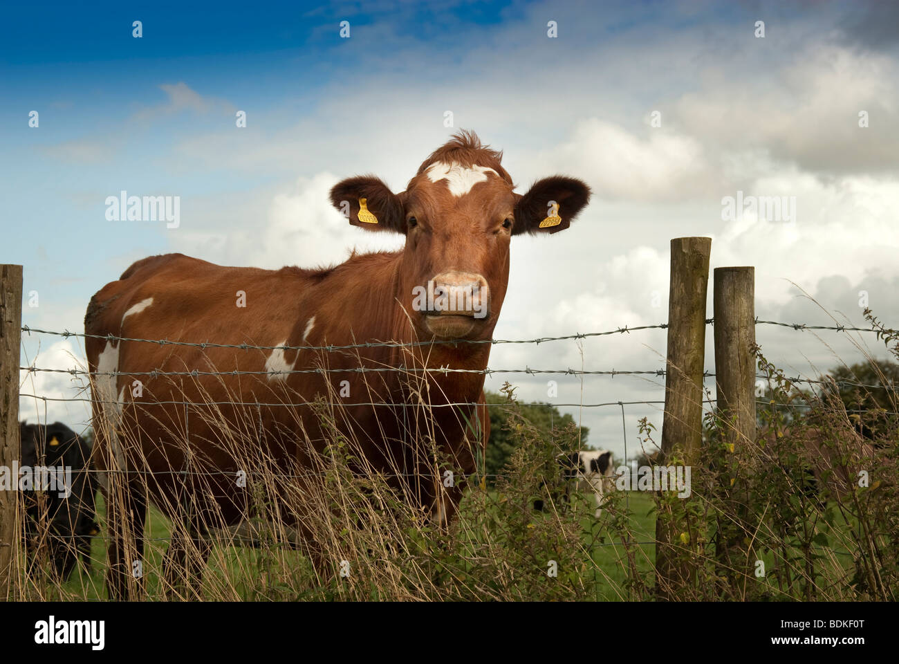 Funny Cow Peeking Over Fence