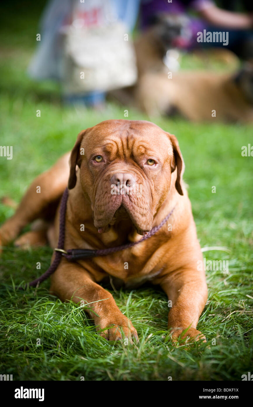 Sad faced hi-res stock photography and images - Alamy