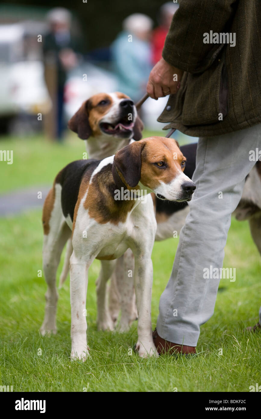 fox hunting hounds in a field at the bellingham show Stock Photo - Alamy
